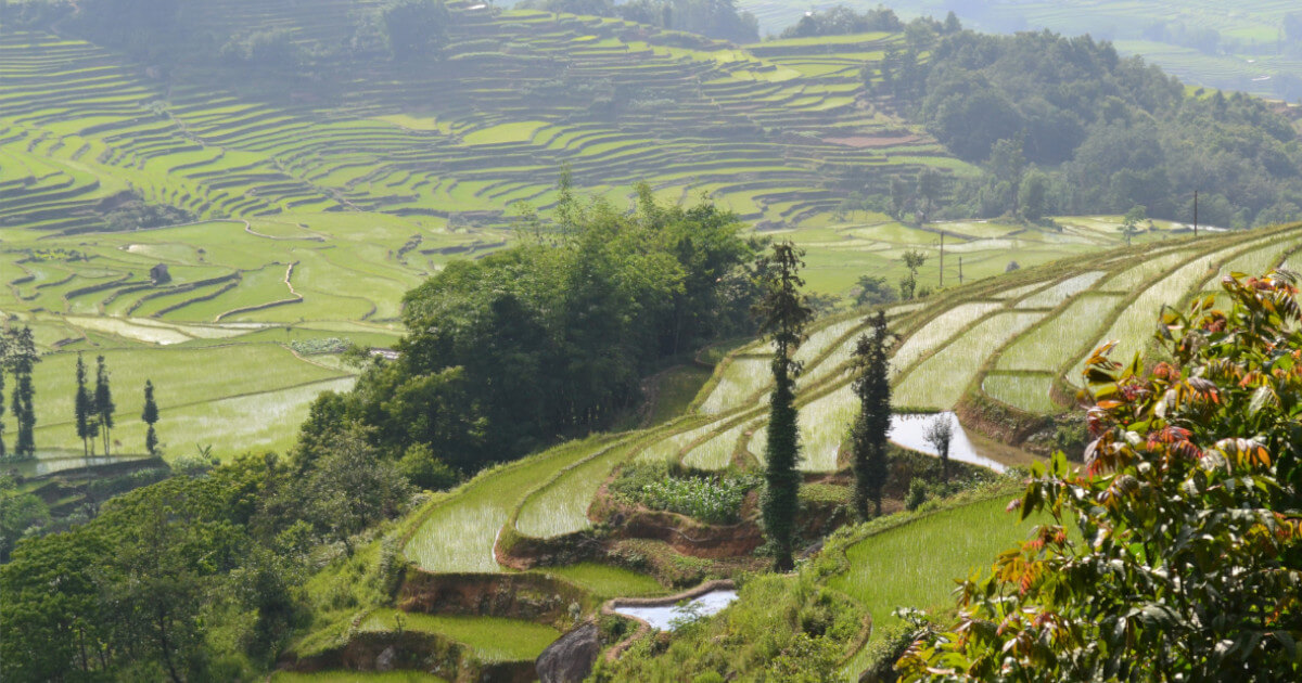 日本で米作りが始まった時代を検証!稲作の歴史をまるごと解説!!