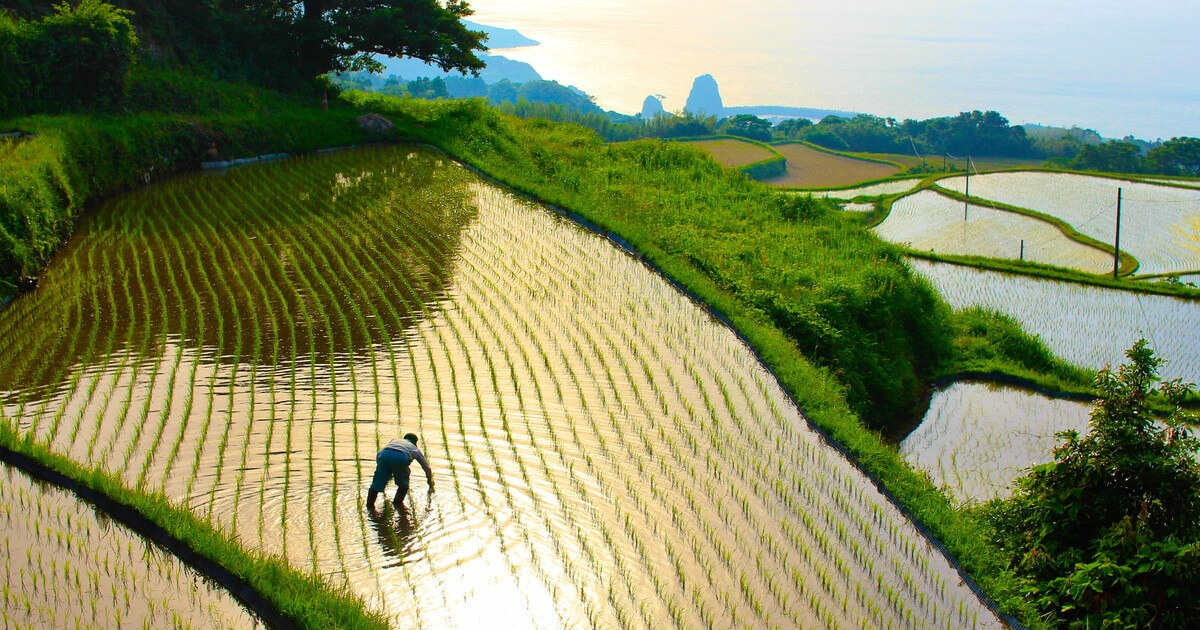 【米作りについて考える】日本の稲作が歴史に刻んだ風土と文化とは